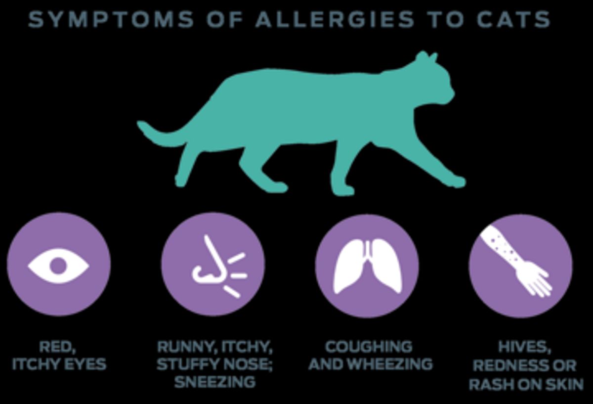 Managing Cat Allergies: Tips for a Symptom-Free Life – CatsForLife
