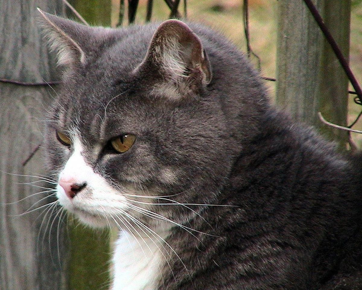 How to Cat-Proof Your Home: A Safety Guide – CatsForLife