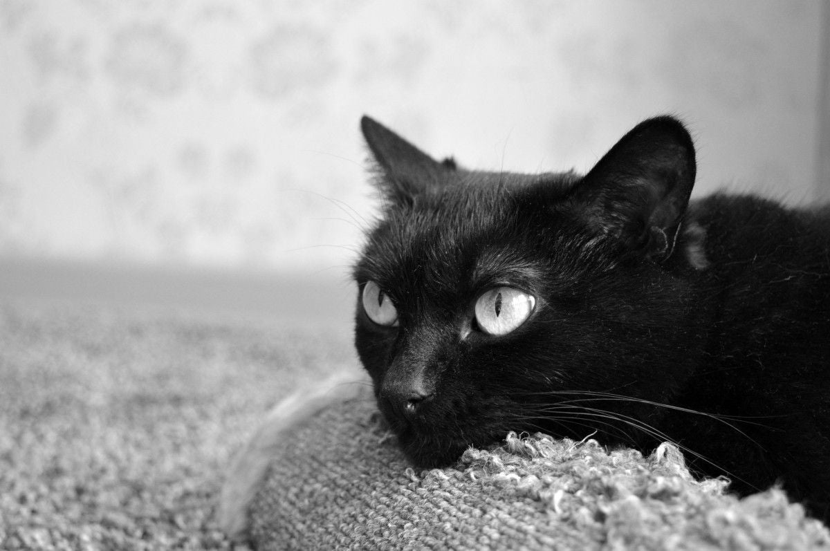 DIY Scratching Post Ideas to Save Your Furniture – CatsForLife